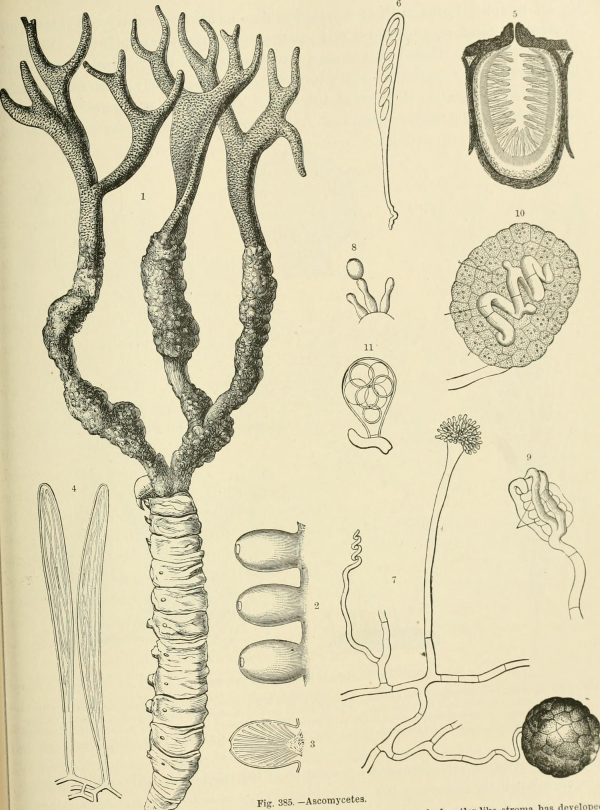 Spotlight on Cordyceps - Gr8 Health